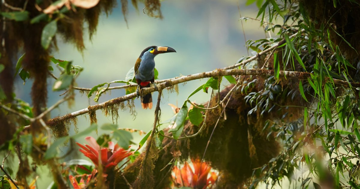Birds of Ecuador | Galapagos Unbound