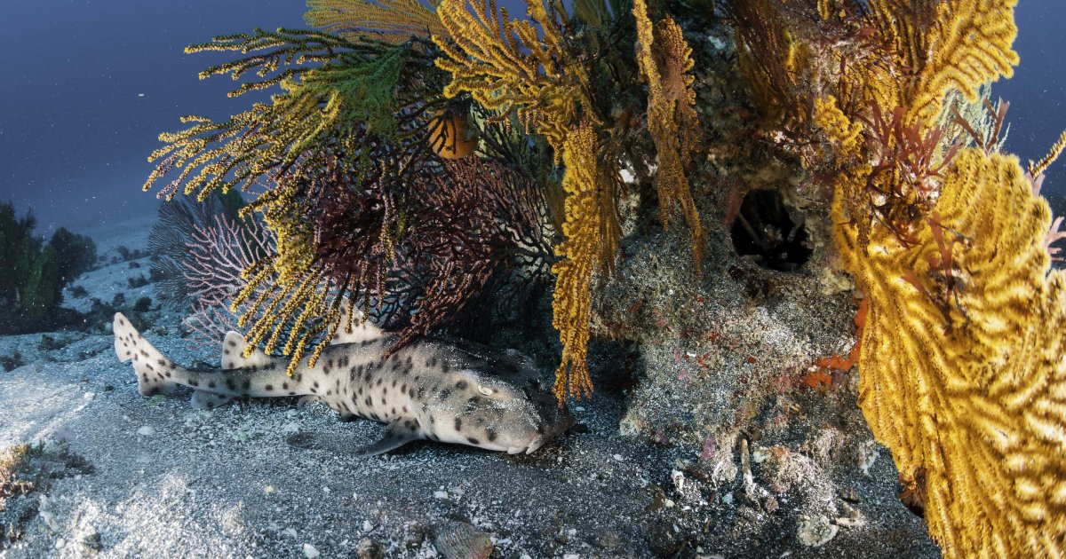 Fish of Galápagos | Galapagos Unbound