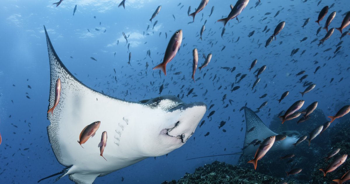 Rays of Galapagos | Galapagos Unbound